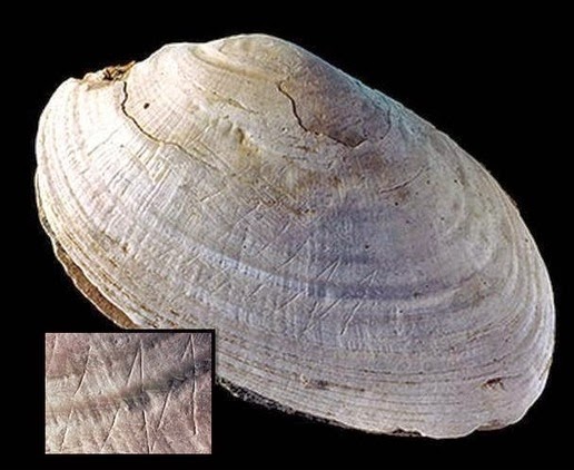 Cangkang Kerang Asal Indonesia Ini Ubah Sejarah Manusia | Majalah Robek