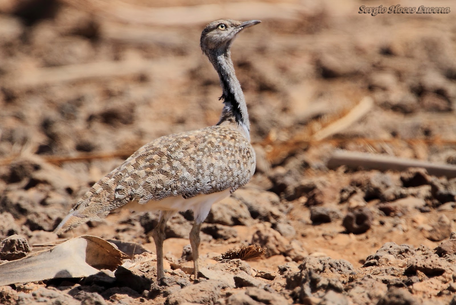 Viajes, Salidas, Naturaleza, (Fotografía).: Avutarda Hubara ...