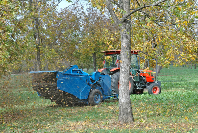Northern Pecans: Early harvest