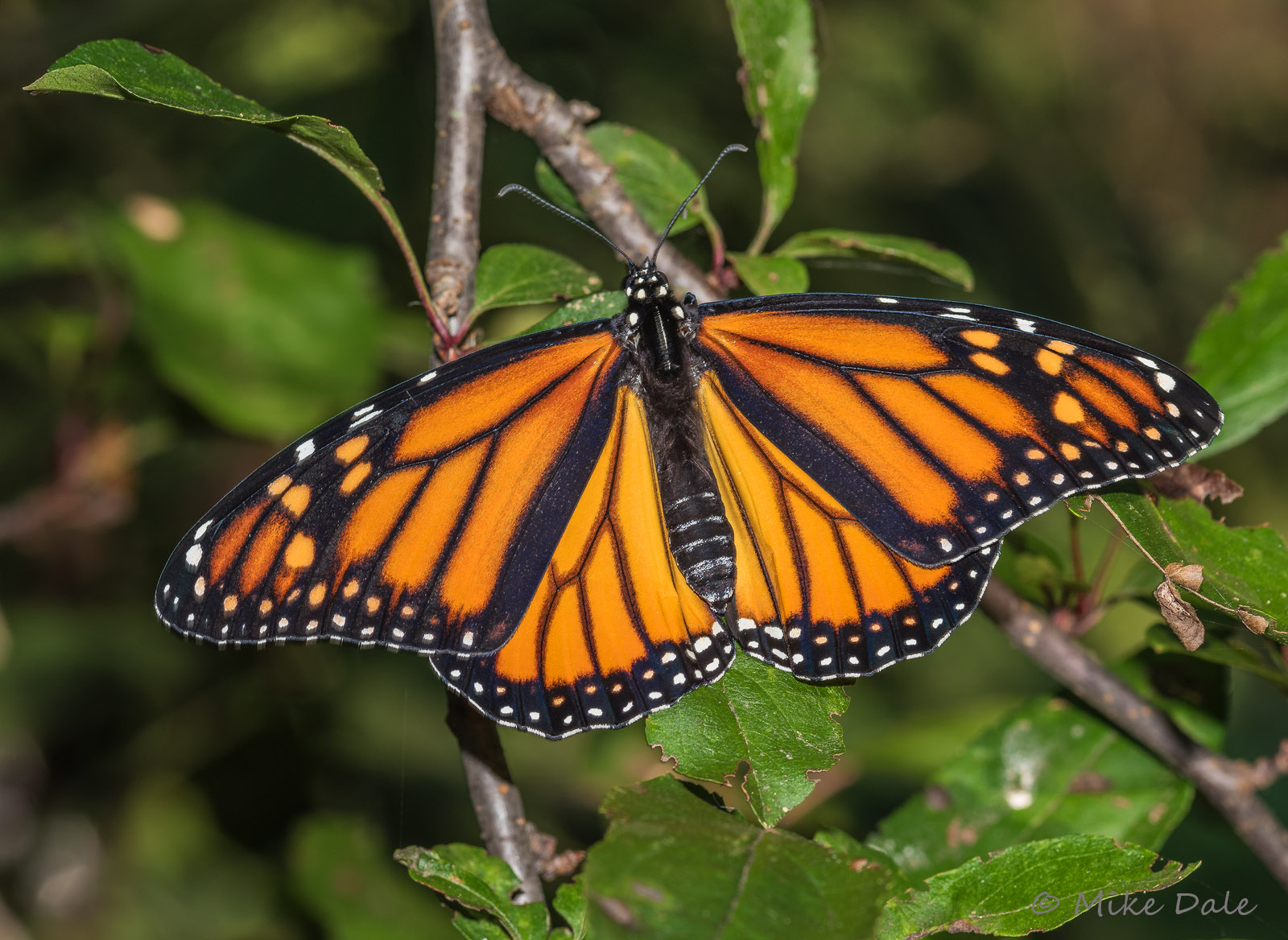 Mike's Photographs : A new Monarch emerges