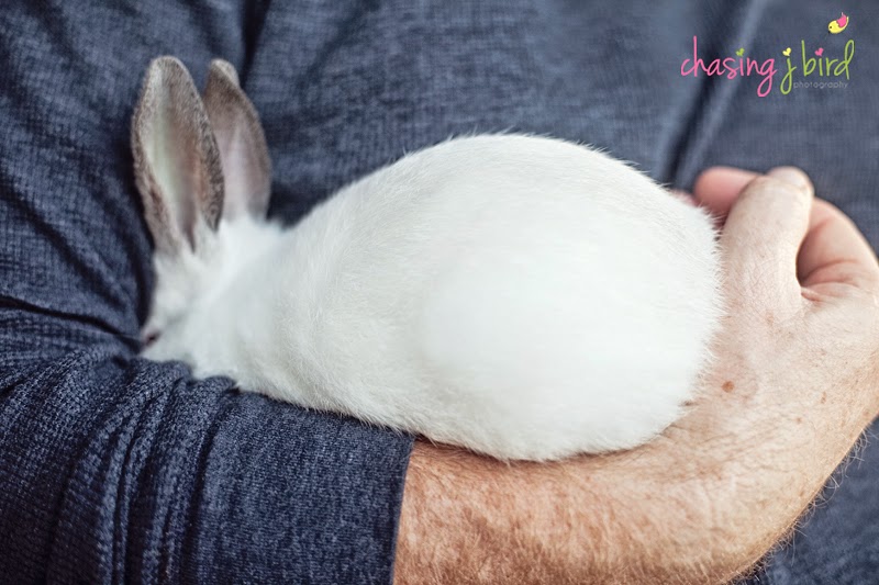 Chasing J Bird Photography: Show Bunnies