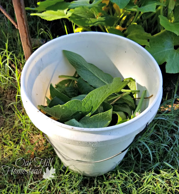 How to Make Comfrey Tea for Your Garden - Oak Hill Homestead