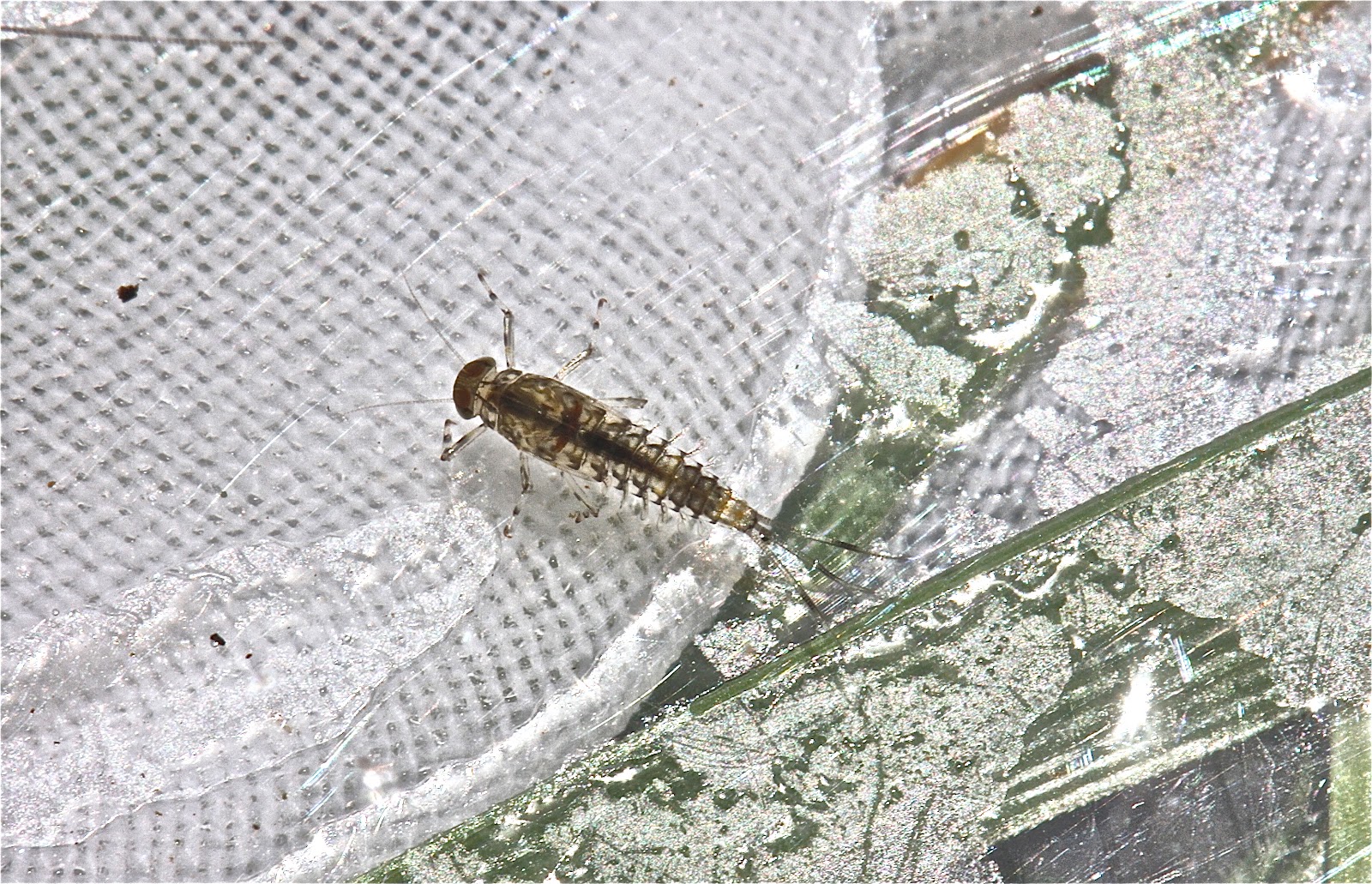 Aquatic Insects of Central Virginia: Baetis flavistriga: Another Summer ...