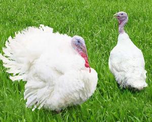 Turkey chicks have arrived! | Bacaan Asik Setiap Hari