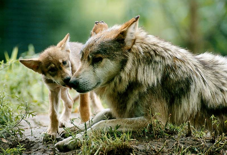 White Wolf : Happy #LoboWeek: Saving Wolves Through Social Media