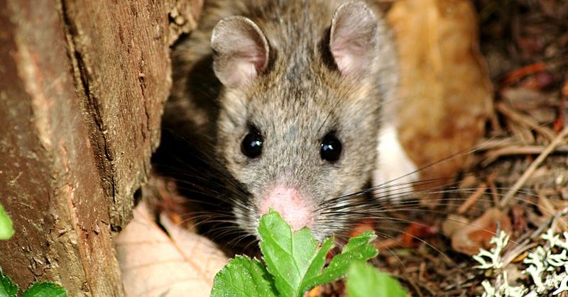 Equatorial Minnesota: A tale of two packrat species