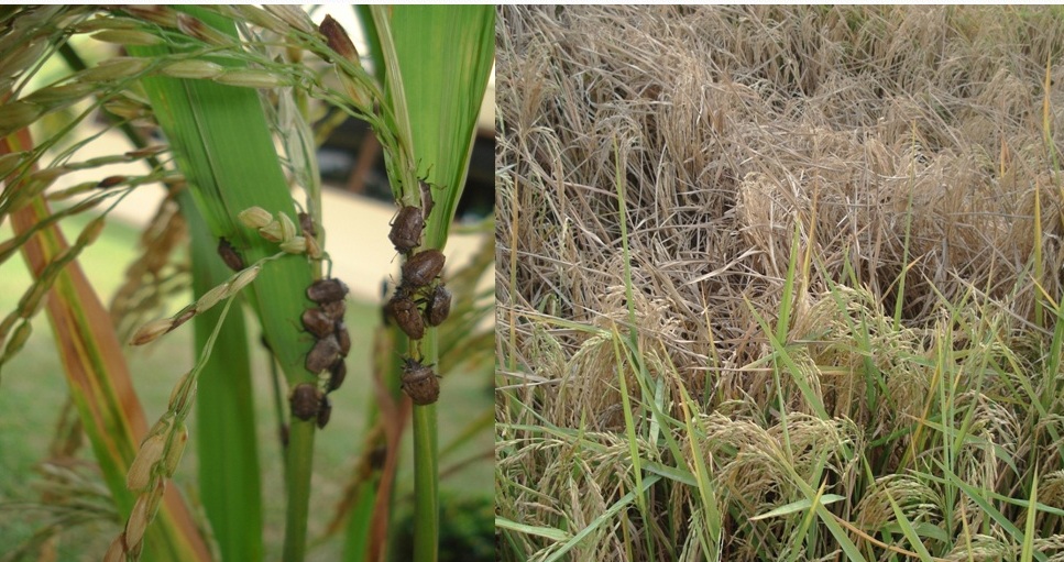 HAMA KEPINDING TANAH (Scotinophara coarctata) - pemuda tani