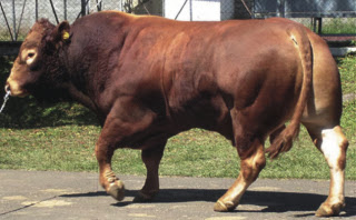 Keistimewaan Sapi Limosin | Perluas Wawasan Cari Berita