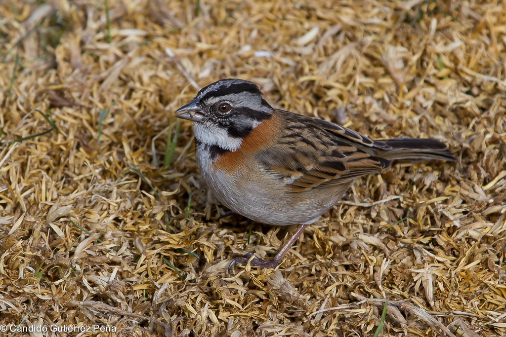 CHINGOLO - Zonotrichia Capensus | Observatorio de la Naturaleza
