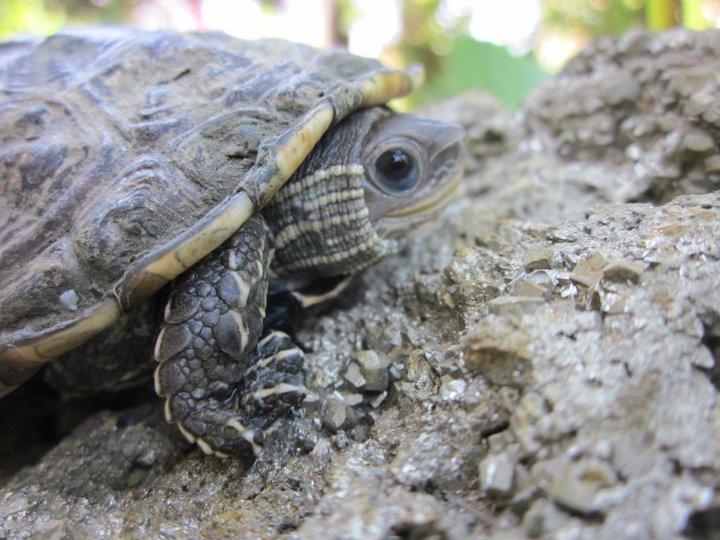 Biodiversity of Cyprus by NGO Protection of the Natural Heritage and ...