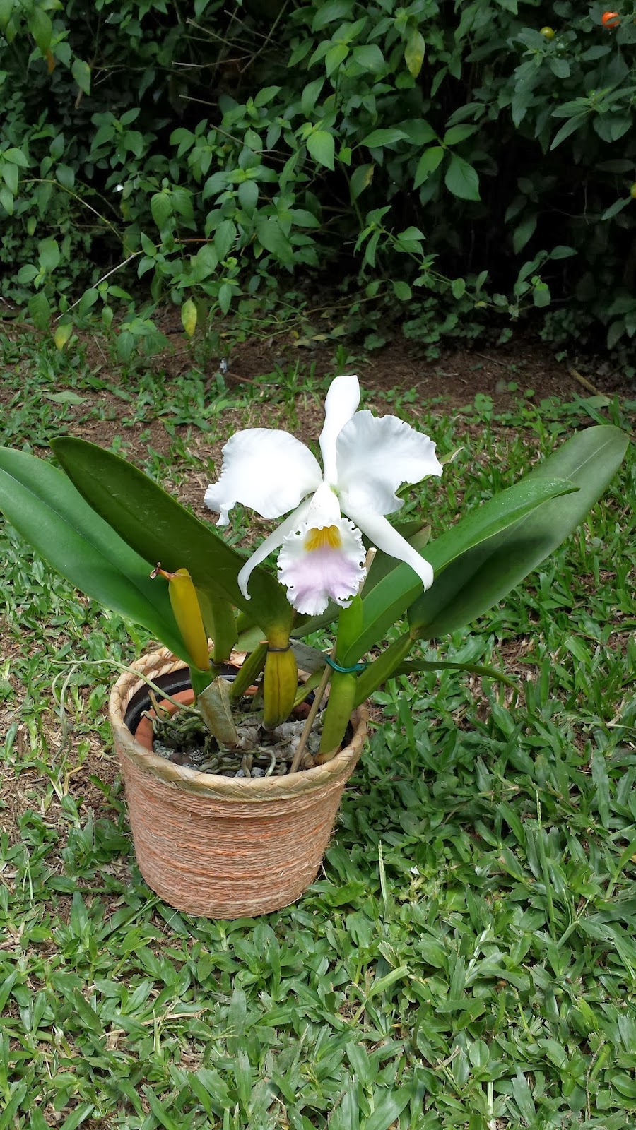 ORQUIDARIO RECREIO : Cattleya labiata amesiana x Cattleya labiata foleyana