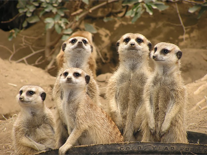 Susan Paczek's Studio: The Tale Of Two Monkeys Who Wanted To Buy All Of ...