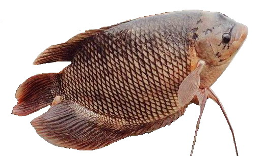 Cara Budidaya Ikan Gurame Di Kolam Terpal - Teori Petani