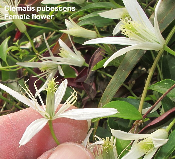 Esperance Wildflowers: Clematis pubescens - Common Clematis