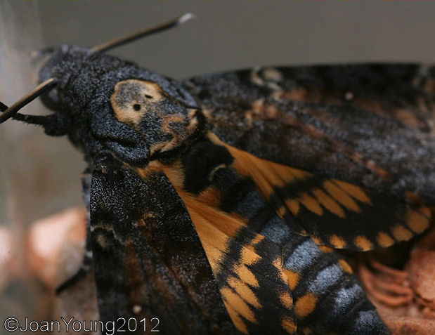 South African Photographs: Death's Head Moth (Acherontia atropos)