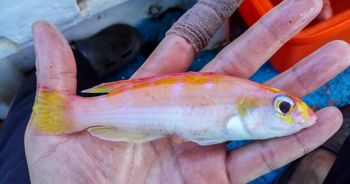 德先生魚筆記: 太平洋裸齒隆頭魚