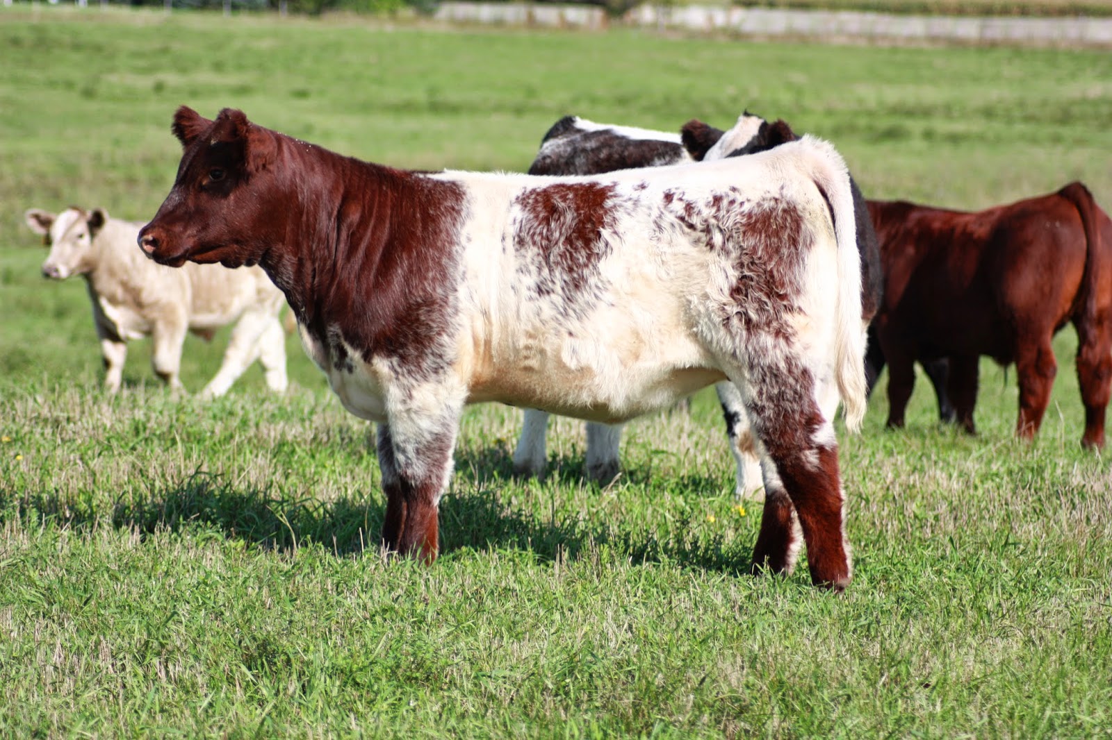 Werning Cattle Company: Tag 22. Texas Twister x Shorthorn