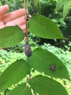 Species Spotlight: Spotted Lanternfly (Lycoma delicatula)