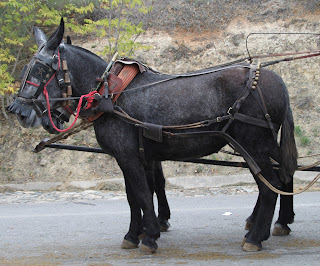 ROCIO OLIVARES. EL AULA DE PT.: octubre 2012