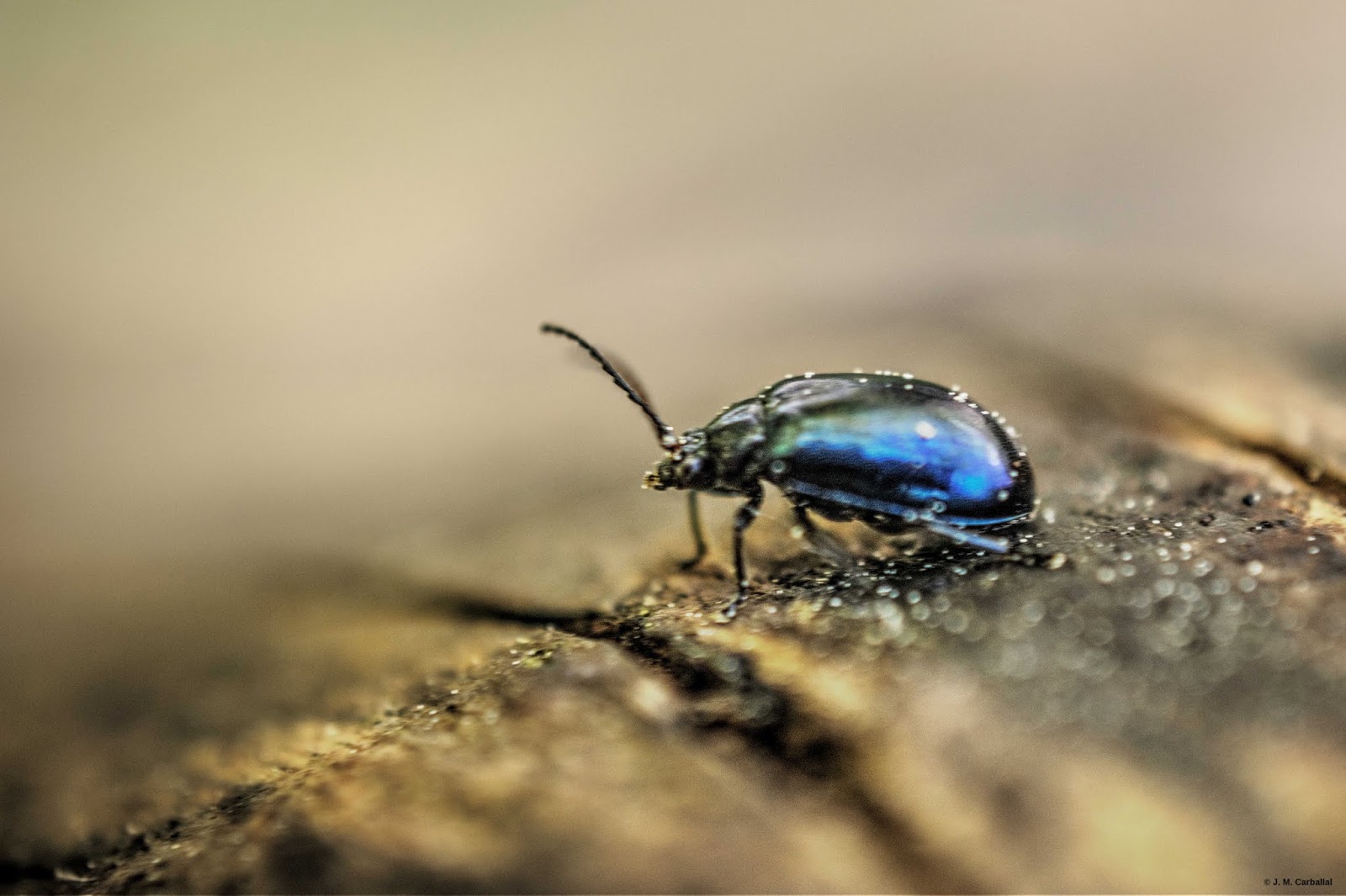 El Blog de Isa y Juan: Agelastica alni, la galeruca del aliso