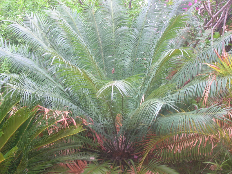 Recregarden: CYCAS RUMPHII