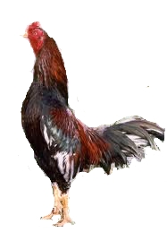 RAZAS DE GALLOS ~ el blog del gallero