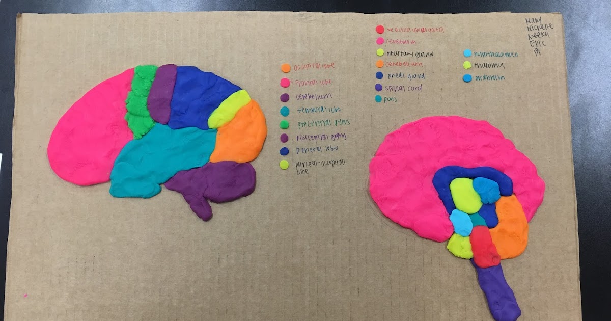 Anatomy/physio Blog: Clay Brain