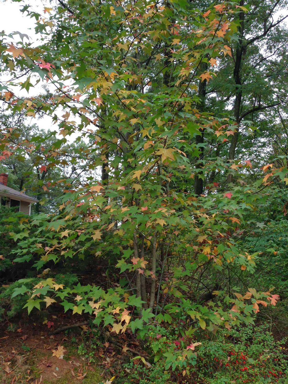 Zoom Times: Gum Trees