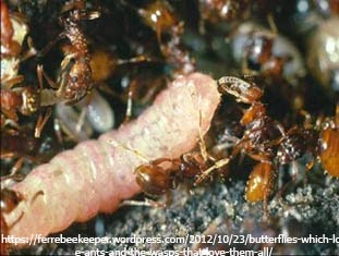 Bizarre Creature of the Day: Creature 84: Phengaris arion
