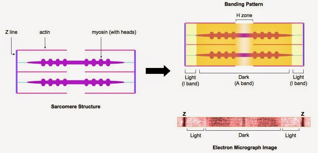 IB Lifeline : 11.2 Muscles and movement