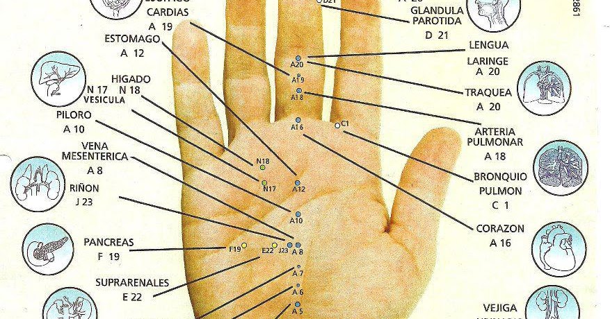 MEDICINA NATURAL: Puntos De Los Organos En La Mano ( Para Acupuntura )