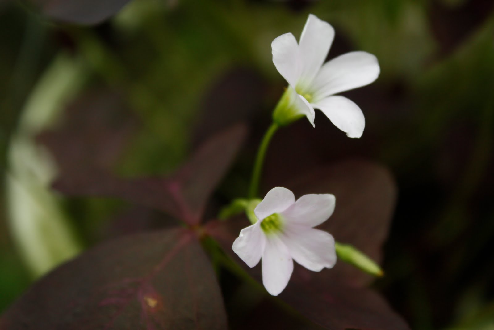 MENGEMBARA ke BELANTARA SENI rahsia jejaka bitara: Pokok Bunga Kupu-kupu