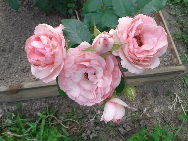 Ranczo Elma: Róża (Rosa) Mini Eden Rose