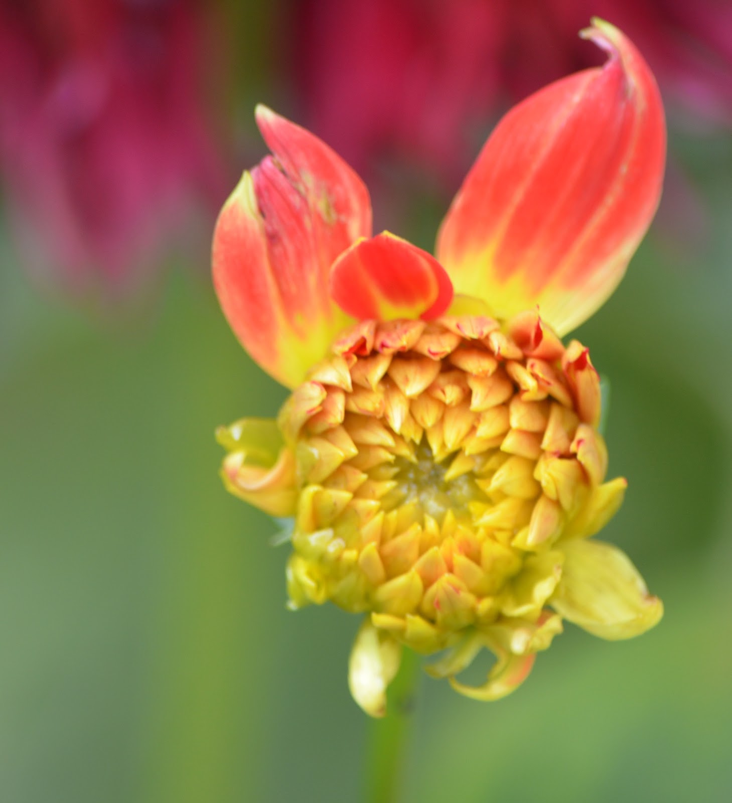 PS Whimsy - Behind the Brush: Dahling Dahlias!