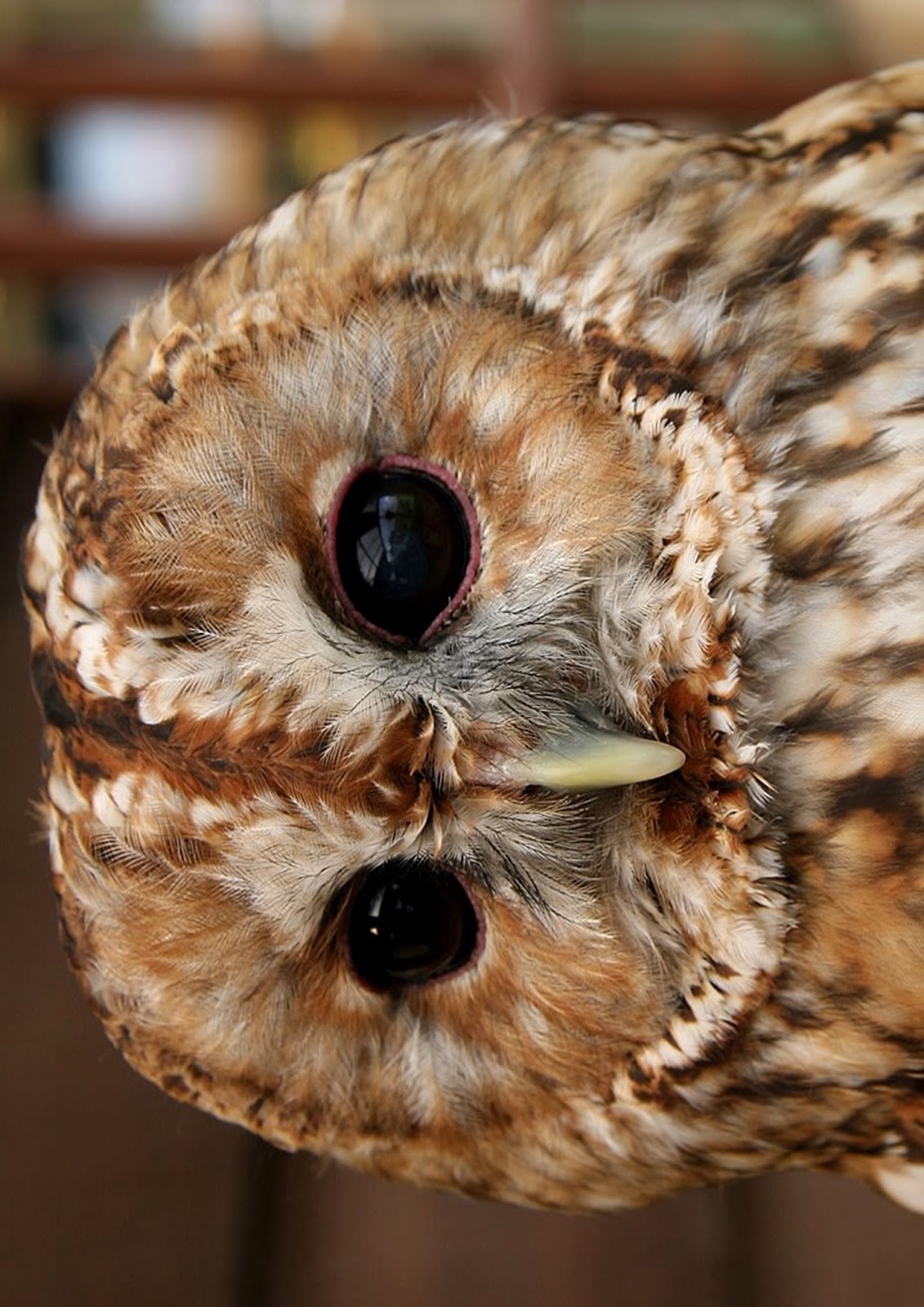 Drawing with Lines - Owls