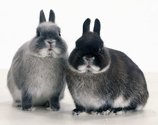 Rabbit Care Guide: Netherland Dwarf