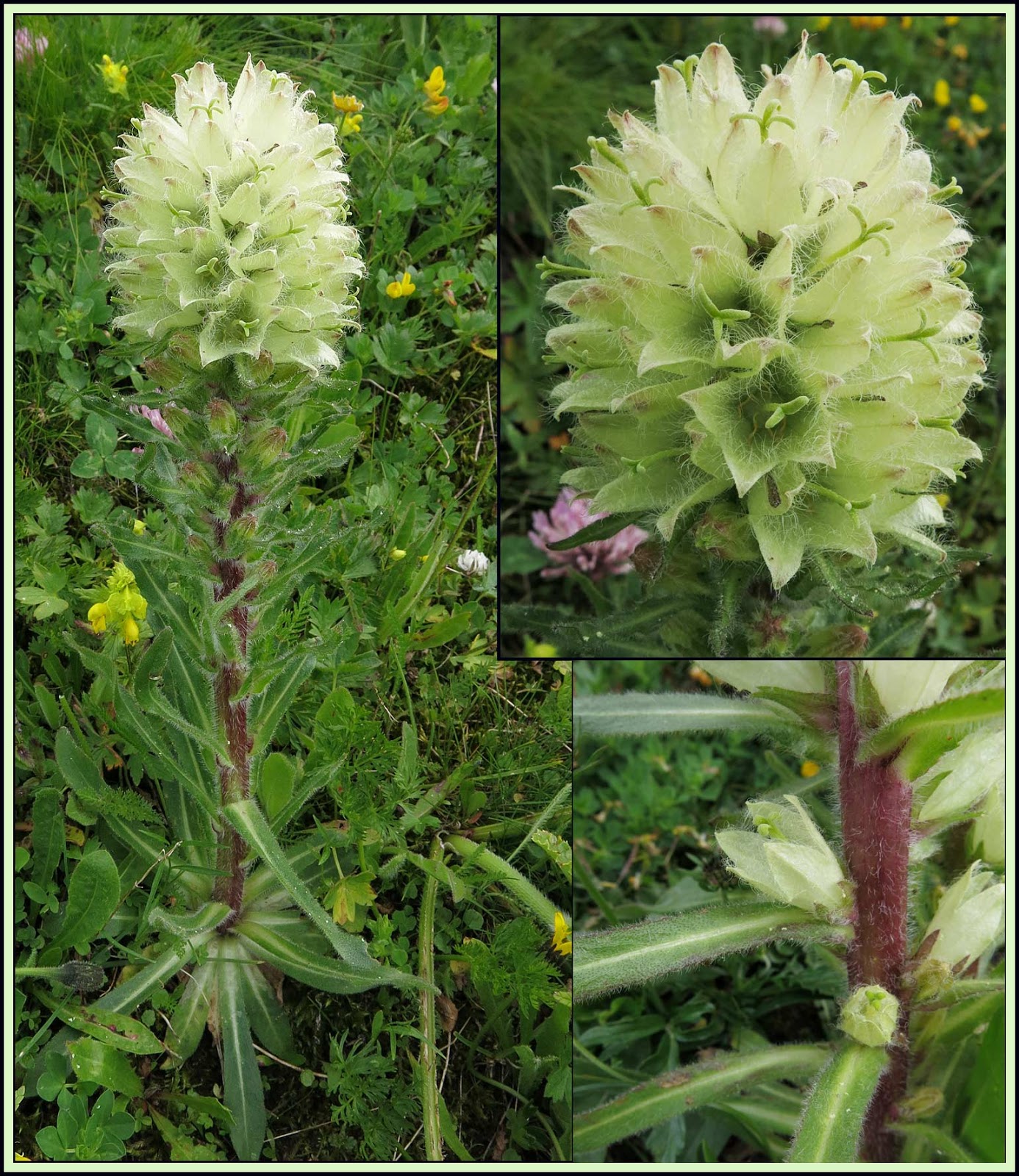Postcard from Timperley: Yellow Bellflower (Camanula thyrsoides)