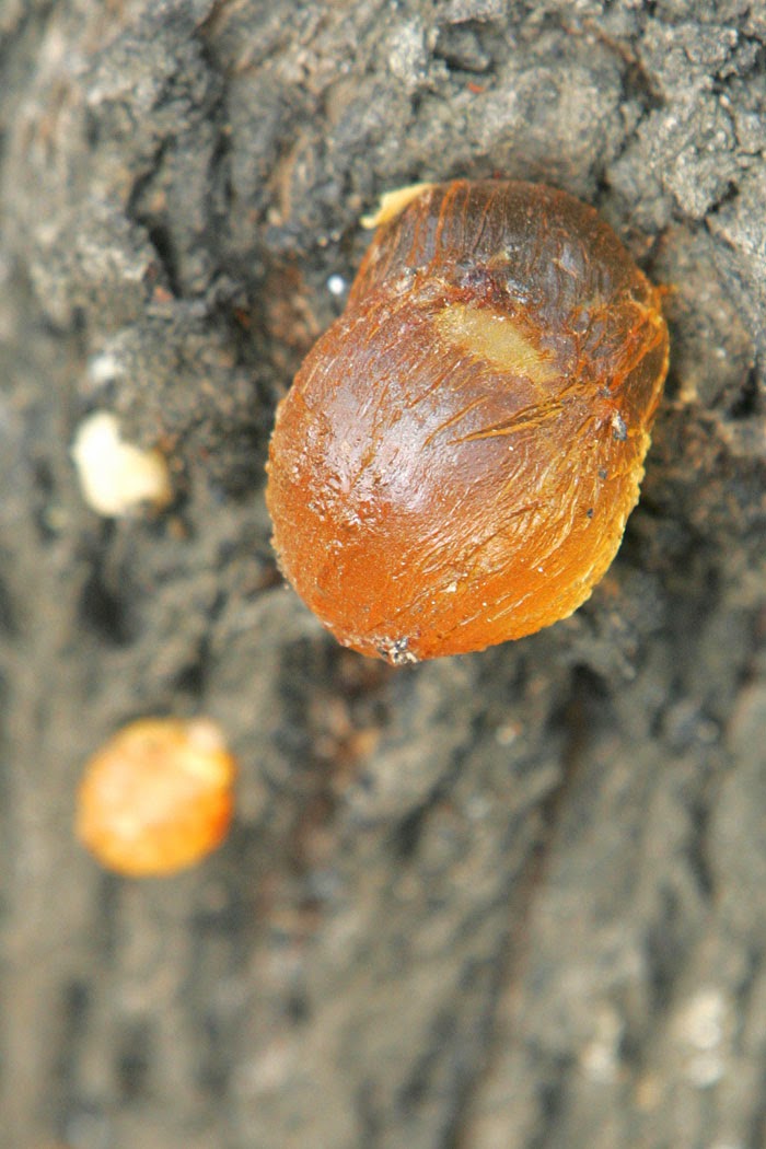 BioVegetalis: LA MIRRA PARA EL CUIDADO ESTÉTICO.