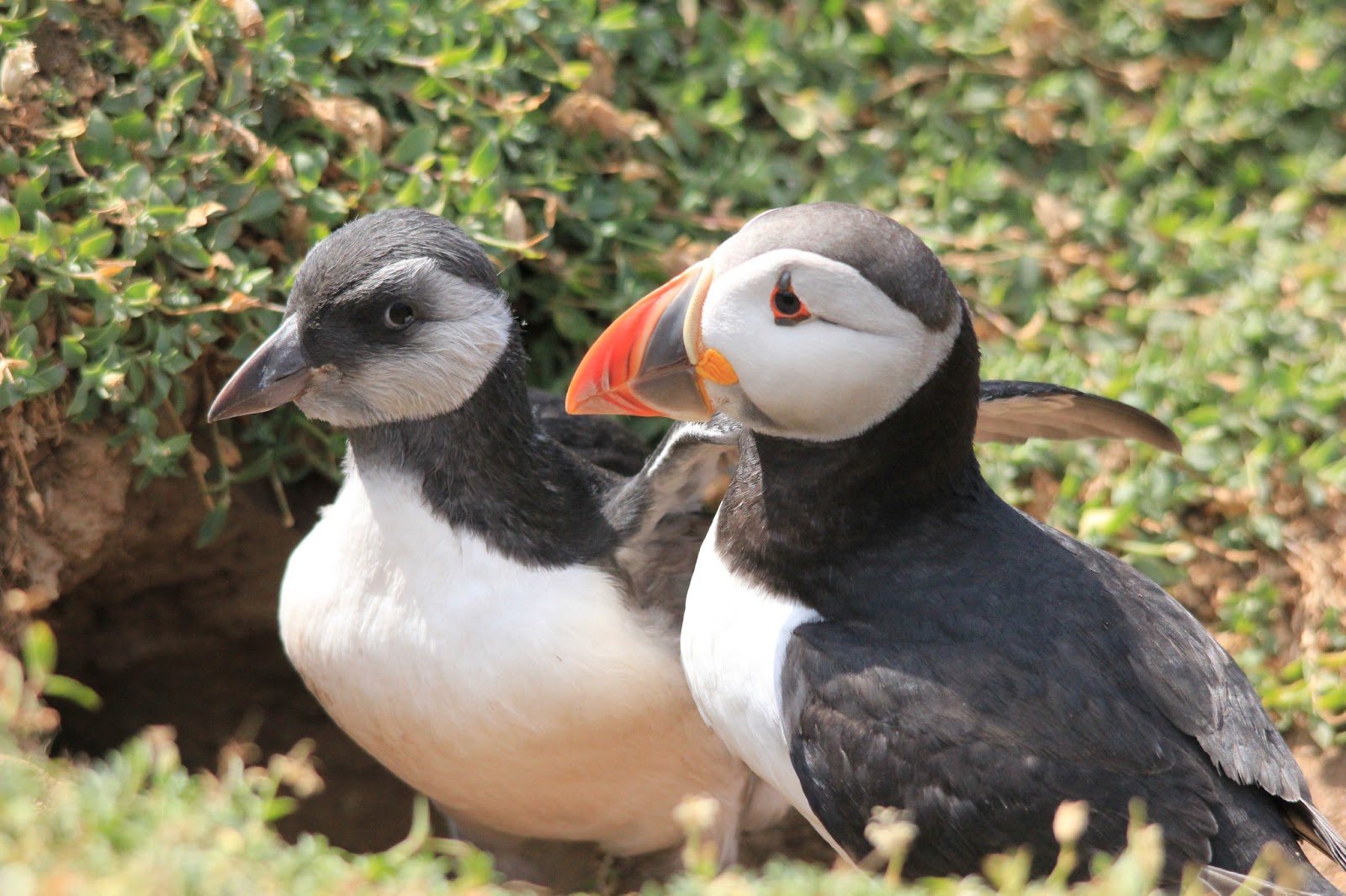 The Skomer Island Blog: Pufflings!!!
