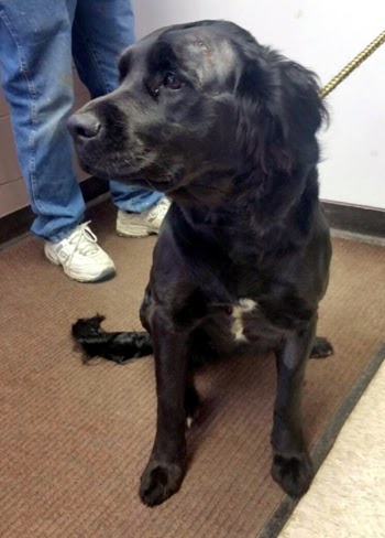 Four legged friends (and enemies): Arrow shot through dog's head ...