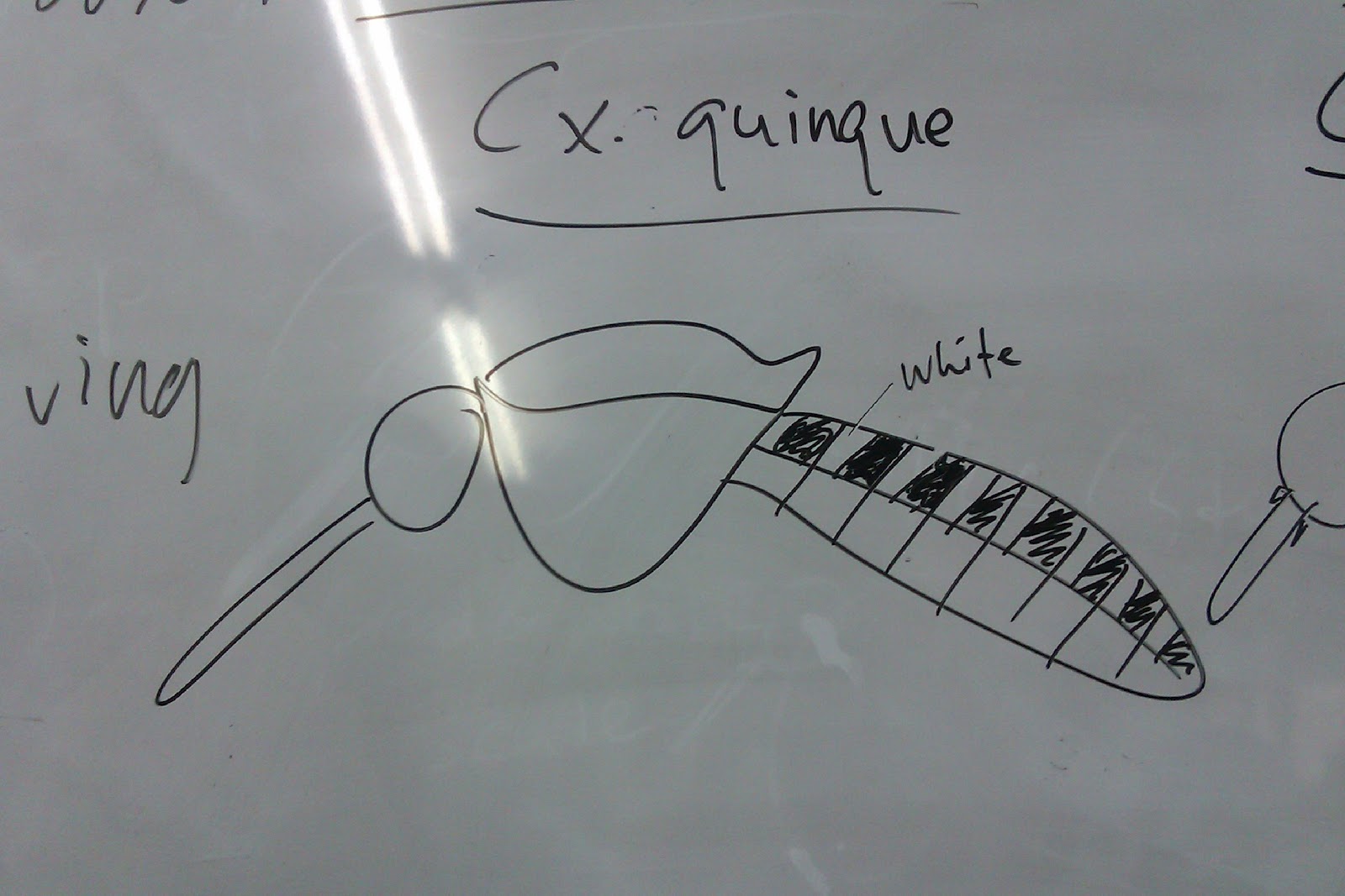 MEDICAL ENTOMOLOGY: Identification of Culex sp. (Adult)