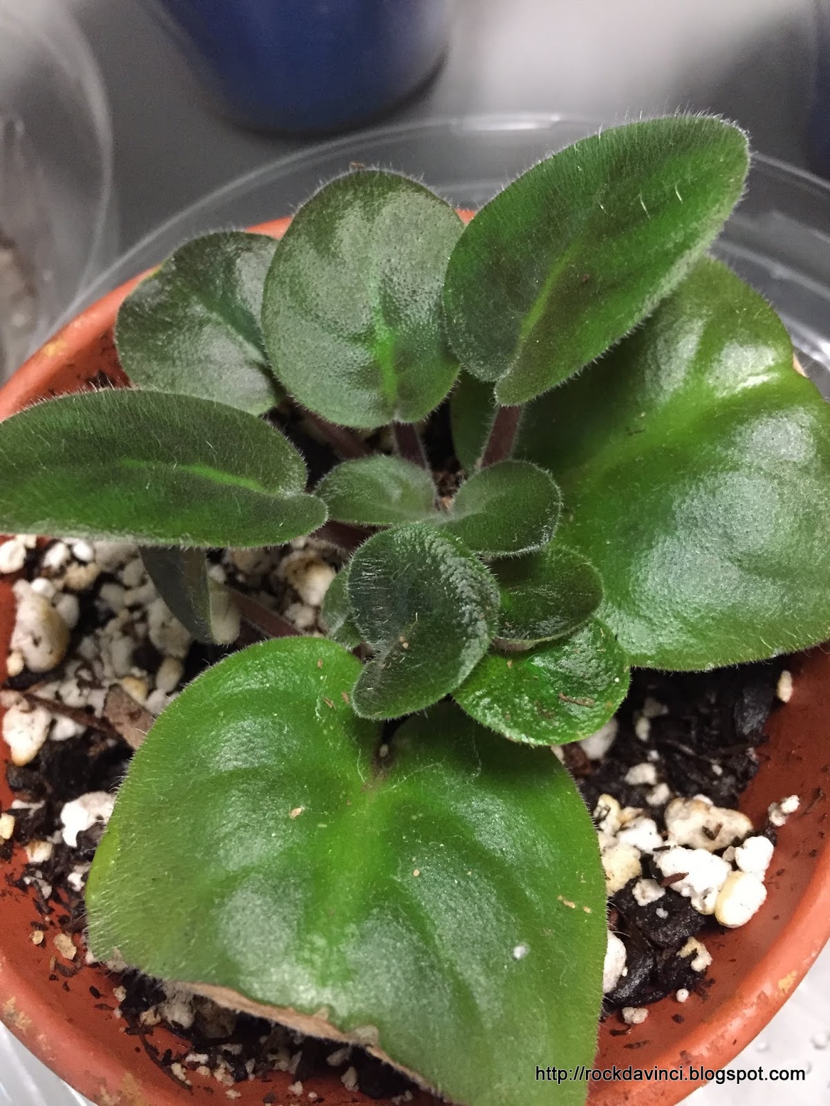 Let's Rock Like da Vinci - Cook Away!: African Violets Pups Story by Polly