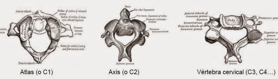 Anatomía y Fisiología: Cabeza y Raquis: La Columna Cervical