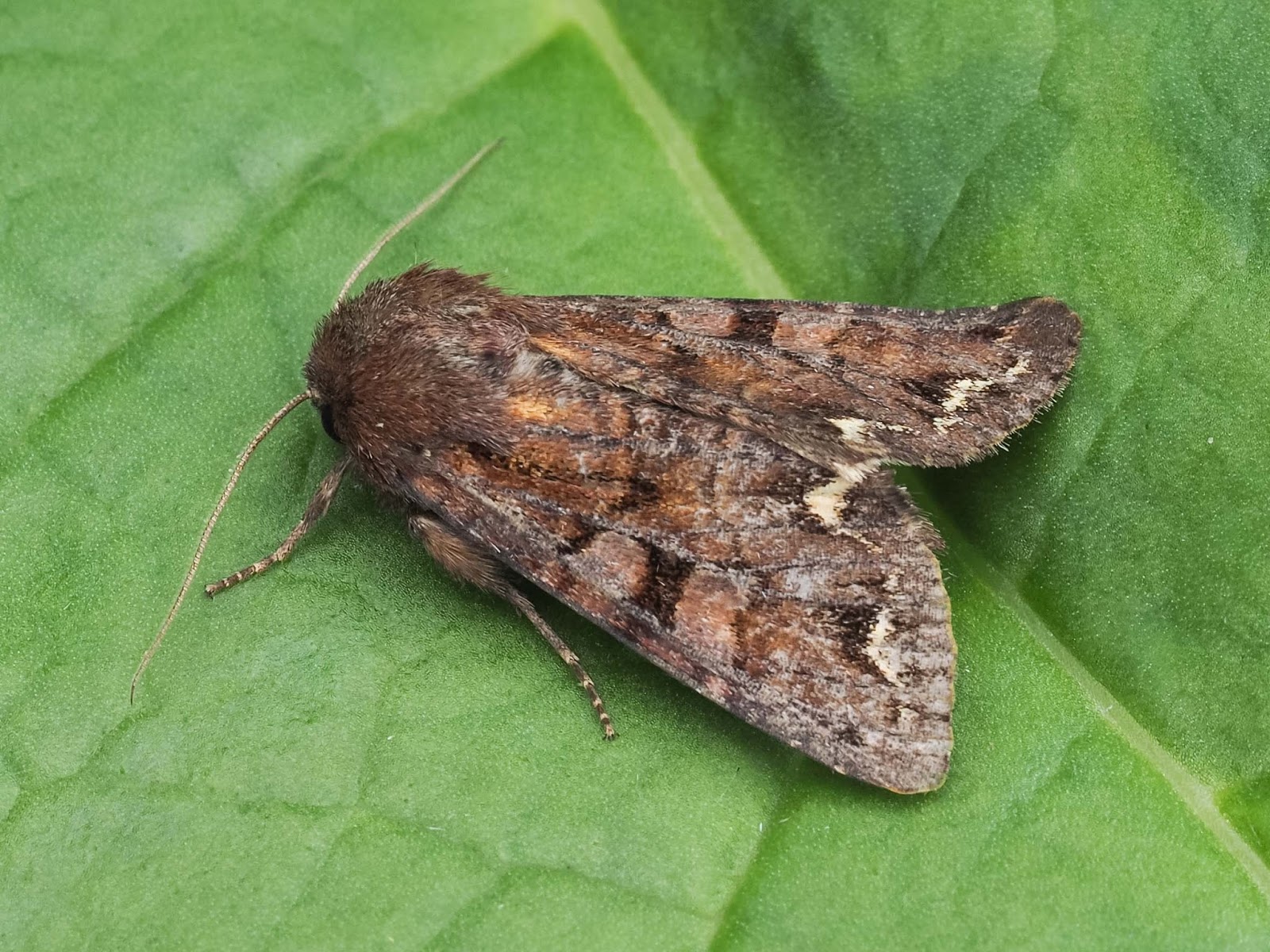 Hereford and Worcester Moths: Broom Moth