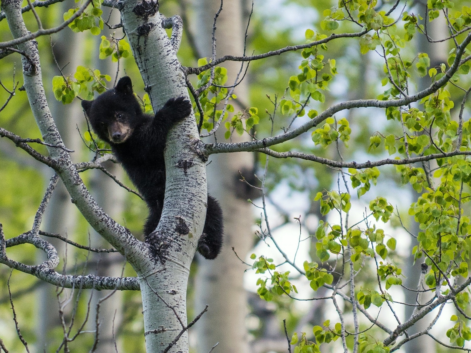 Fotografías de osos divertidos en el bosque