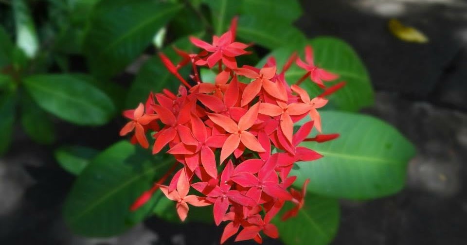 Conozcamos Nicaragua