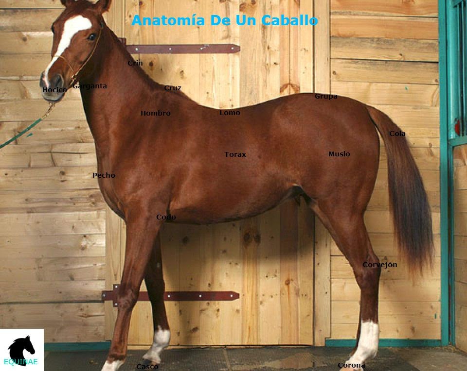 Equinae: La Anatomía De Un Caballo