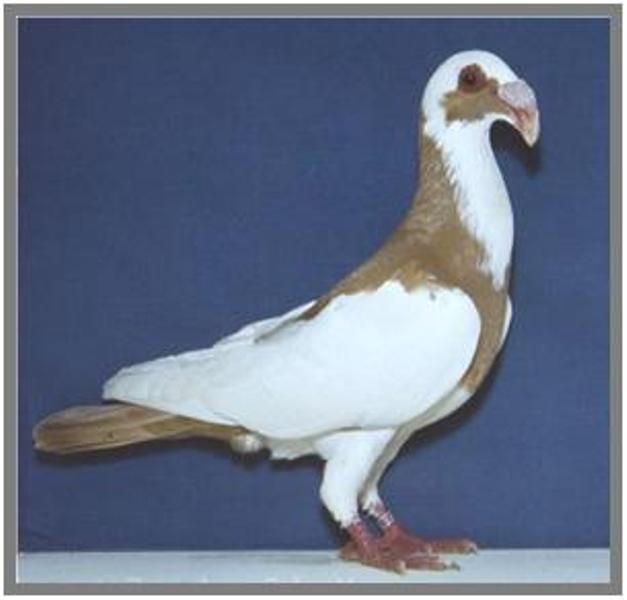 Polish Bagdad | BD PIGEONS