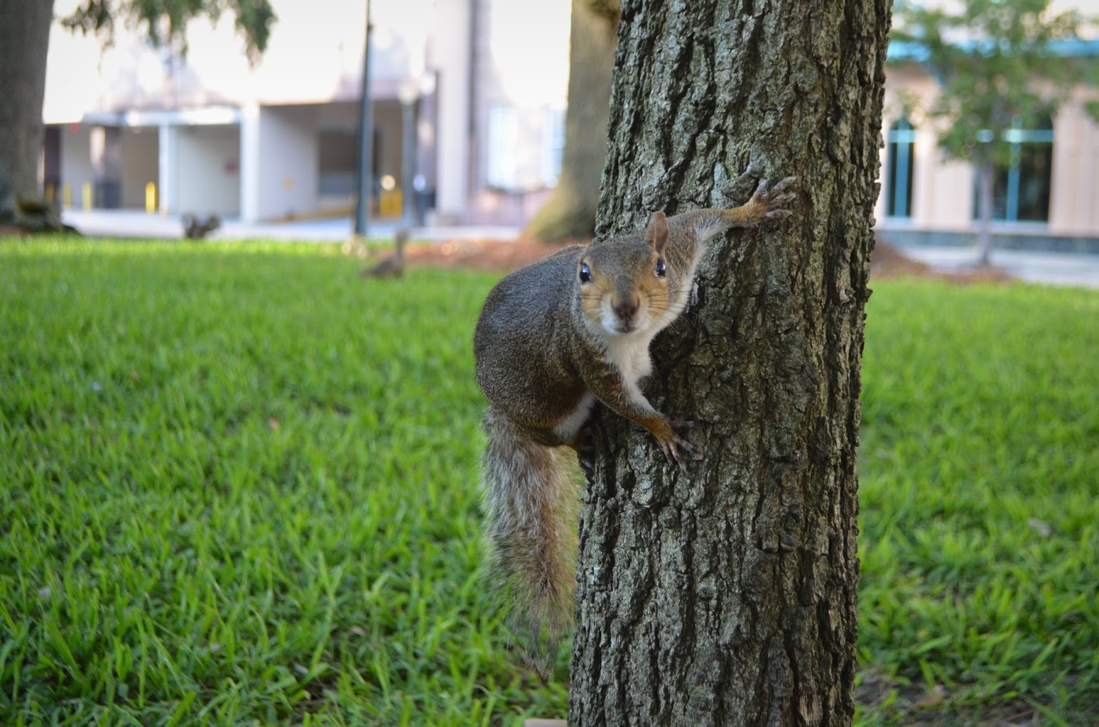 Charity's Chatter: A stroll through a squirrelly park