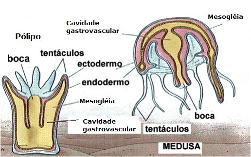 Blog de Biologia: Cnidários